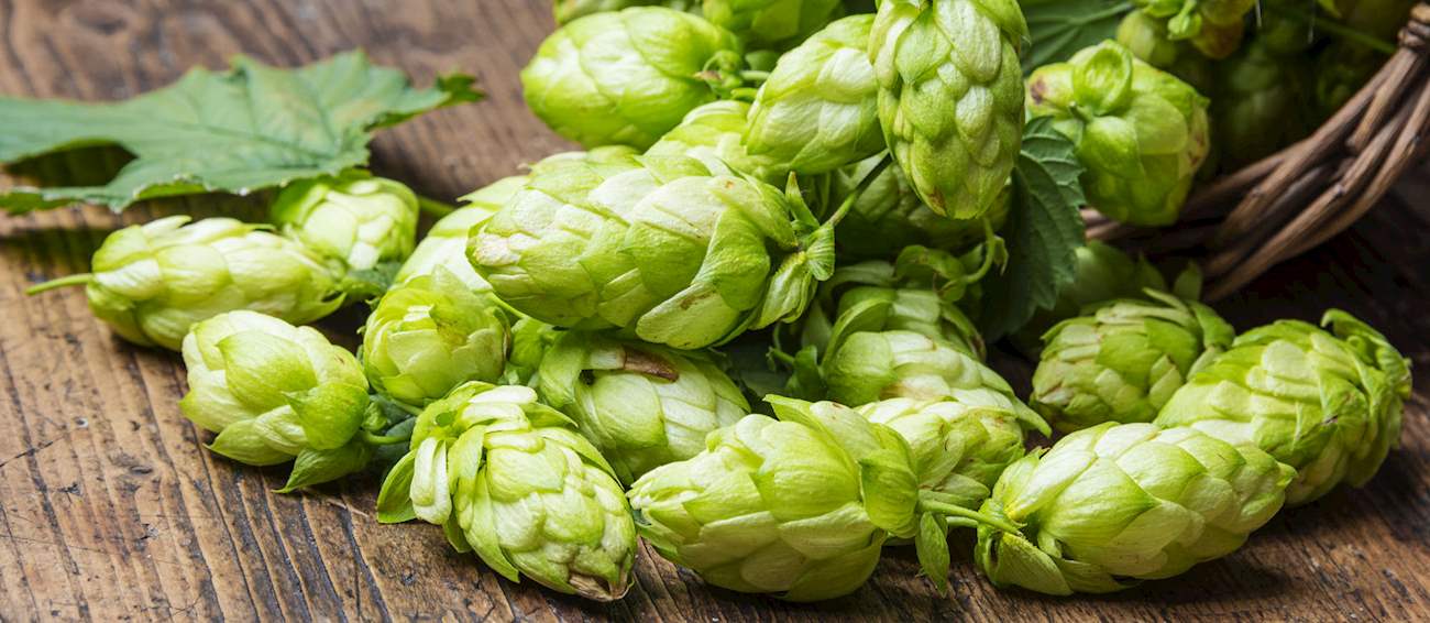 Žatecký Chmel | Local Hop From Žatec, Czech Republic