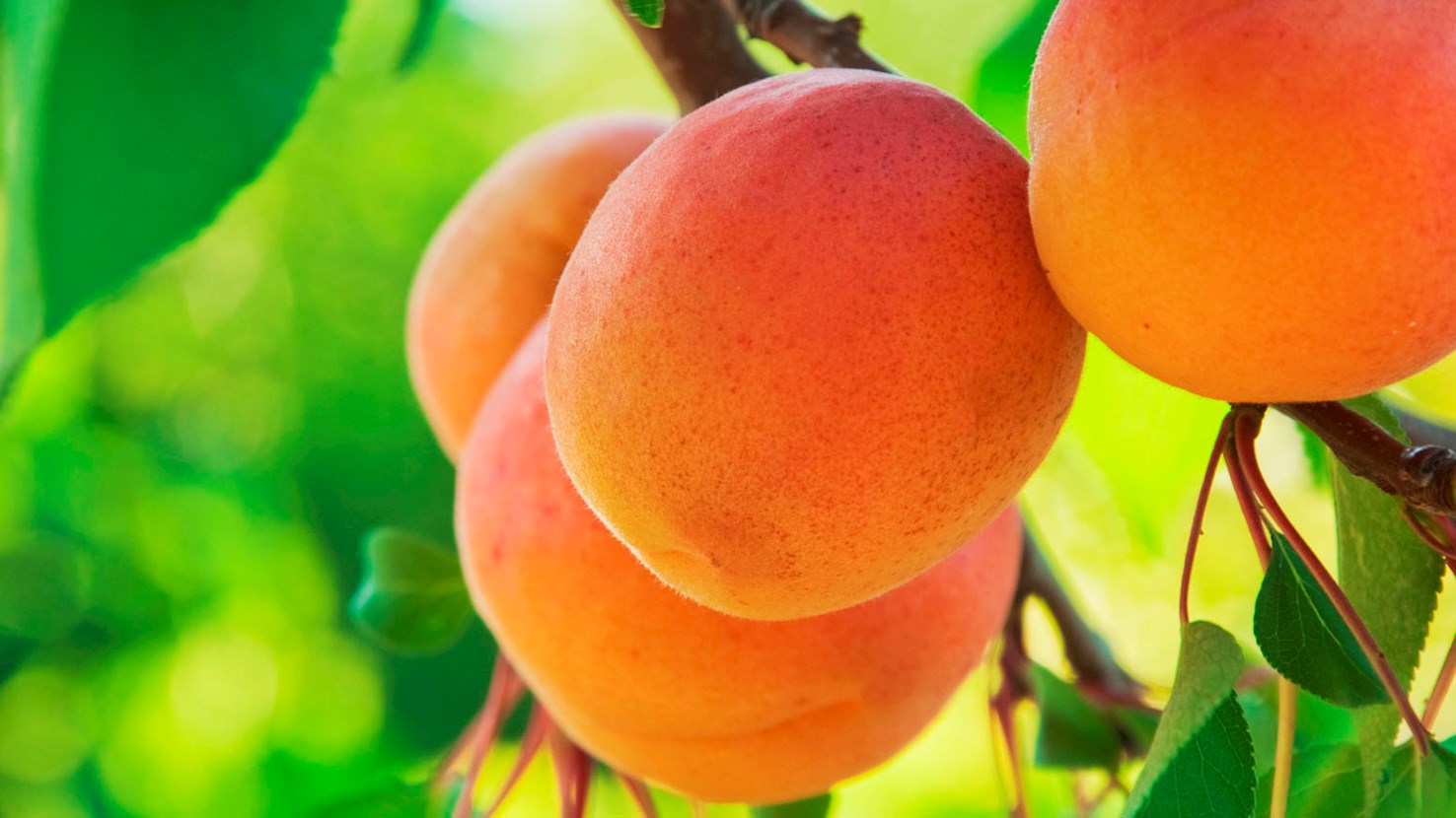 Top 12 Apricots in the World - TasteAtlas