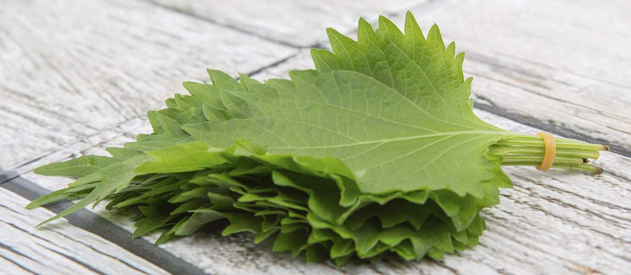 Shiso | Local Herb From Kyoto Prefecture, Japan