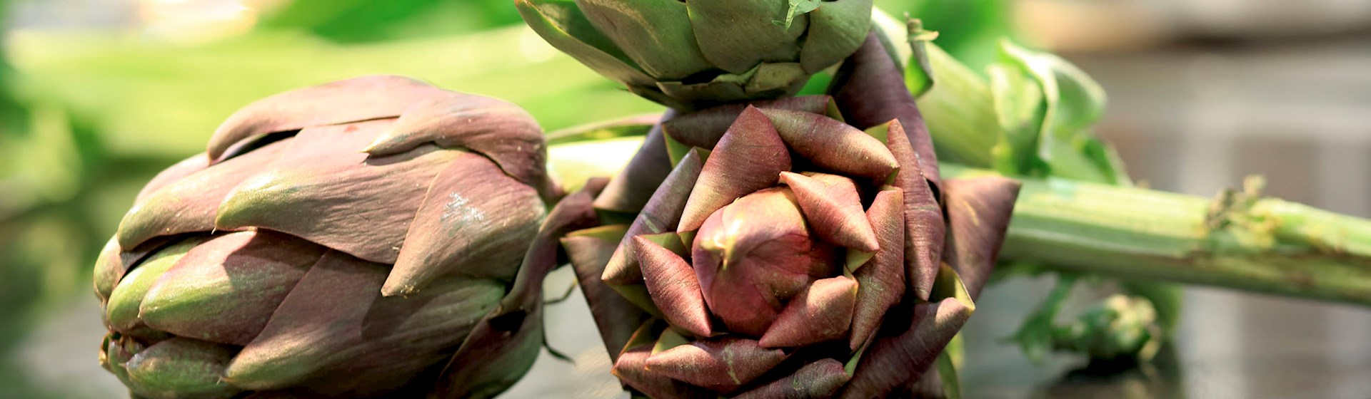 4 Best Inflorescent Vegetables in Italy - TasteAtlas