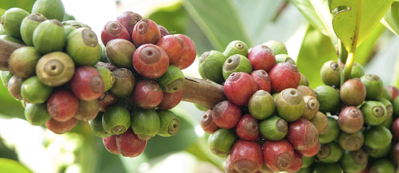 Café de Valdesia | Local Coffee Beans From San Cristóbal Province ...