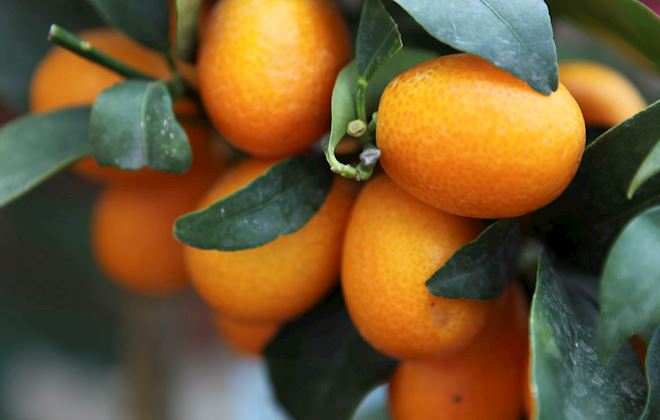Portuguese Fruits: 16 Fruit Types in Portugal | TasteAtlas