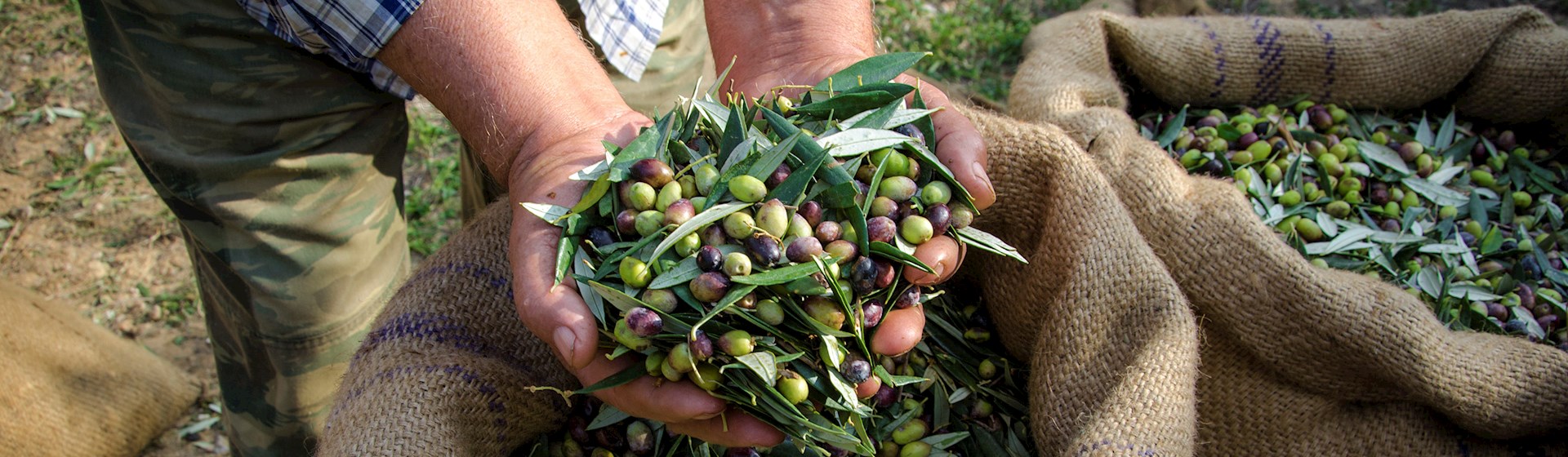 4 Best Olives in Central Greece - TasteAtlas