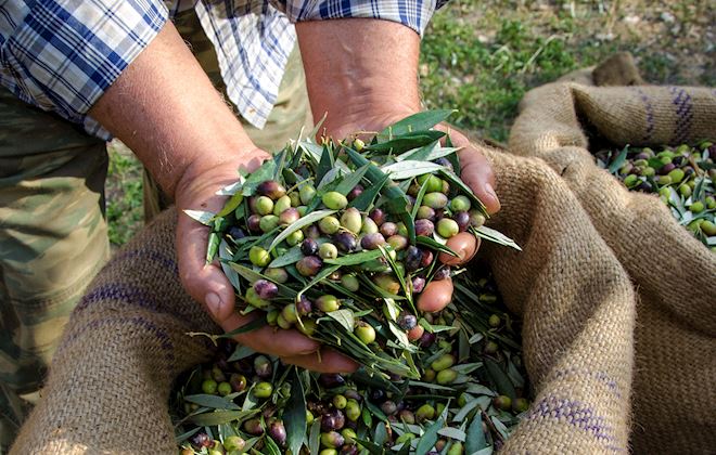 Greek Olives: 11 Olive Types in Greece | TasteAtlas