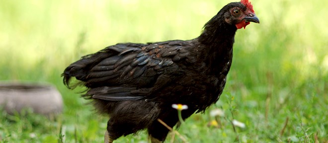 French Poultry: 43 Poultry Types in France | TasteAtlas