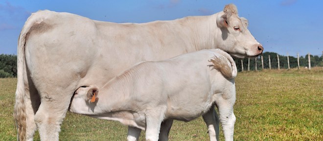 European Beef Cattle Breeds: 60 Beef Cattle Breed Types in Europe ...