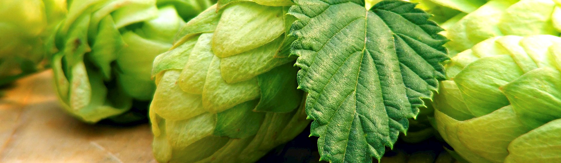 4 Best Hops in Germany - TasteAtlas