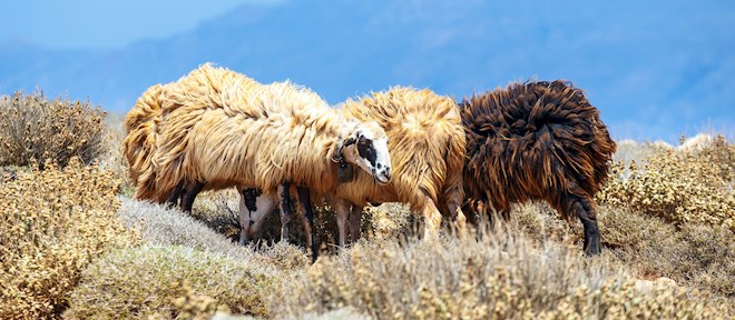 Lambs of the World: 49 Lamb Types | TasteAtlas