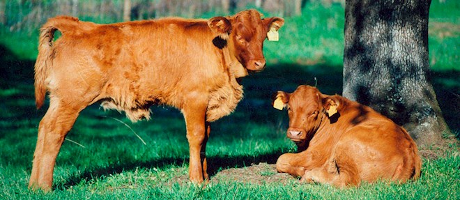 Portuguese Beef Cattle Breeds: 13 Beef Cattle Breed Types in Portugal ...