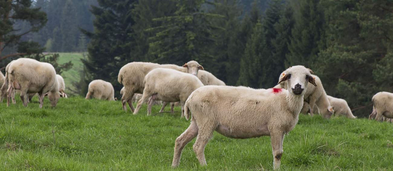 Best Rated Lambs in the World - TasteAtlas