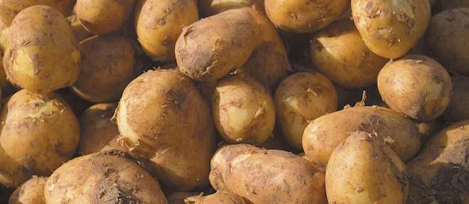European Potatoes: 42 Potato Types in Europe | TasteAtlas