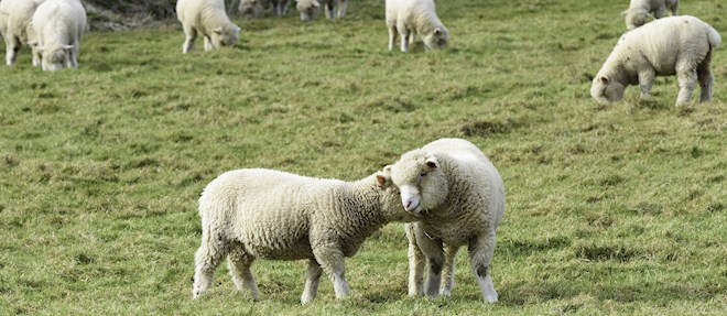 British Lambs: 6 Lamb Types in United Kingdom | TasteAtlas