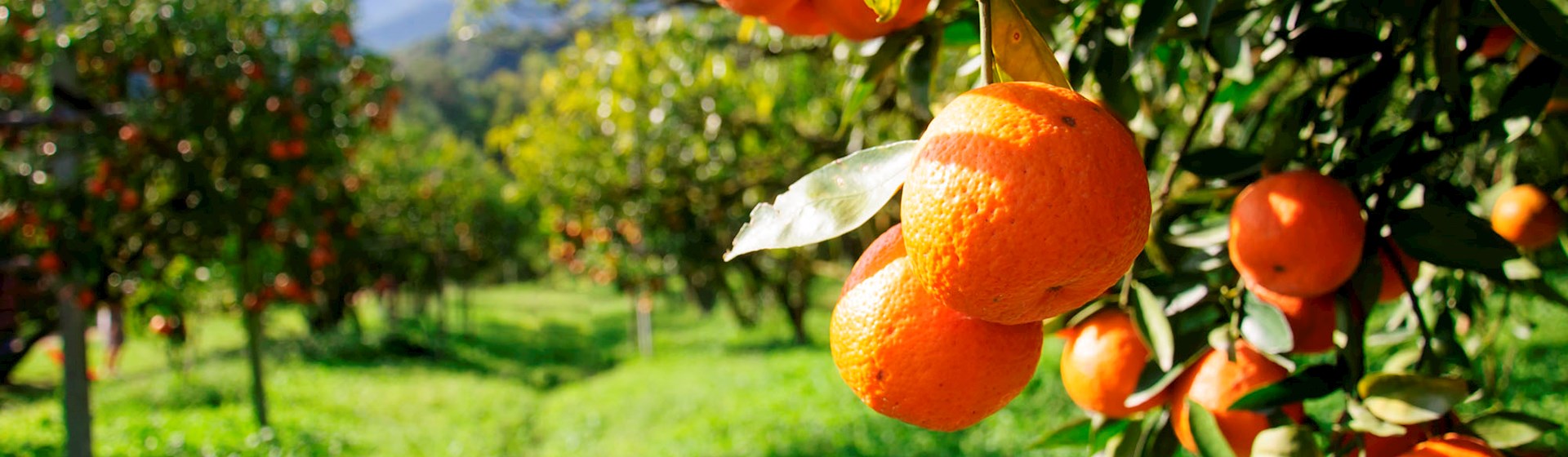 Top 3 Mandarins in the World - TasteAtlas