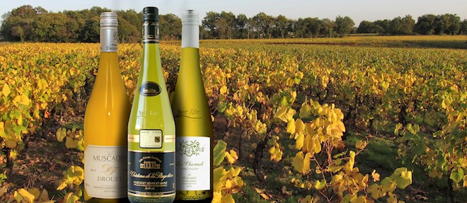 French White Wines: 95 White Wine Types in France | TasteAtlas