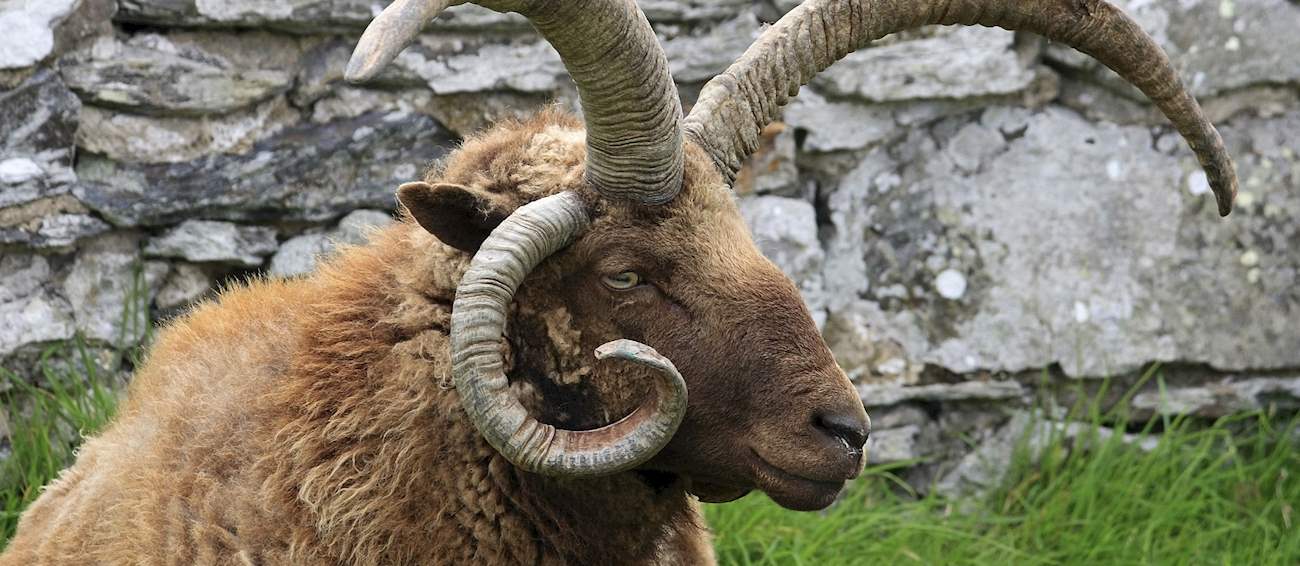 Isle of Man Manx Loaghtan Lamb | Local Lamb From Isle of Man, United ...