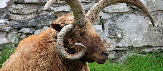 British Lambs: 6 Lamb Types in United Kingdom | TasteAtlas