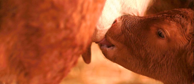 Veals of the World: 7 Veal Types | TasteAtlas