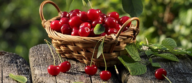 Cherries of the World: 17 Cherries Types | TasteAtlas