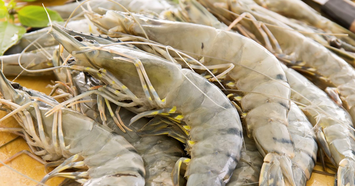 Pyura Chilensis Living Rock