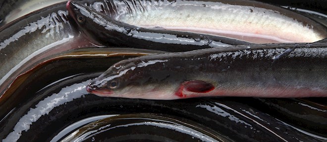 Eels of the World: 4 Eel Types | TasteAtlas