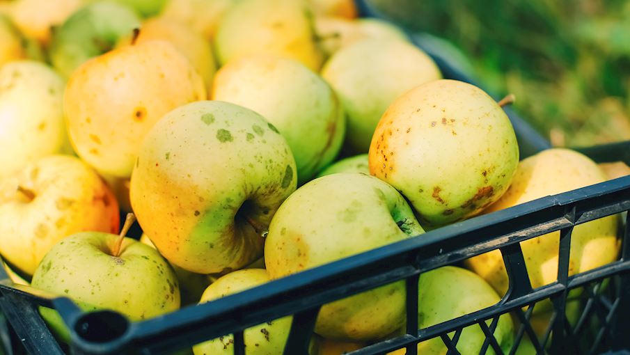 4 Best Rated Greek Apples - TasteAtlas