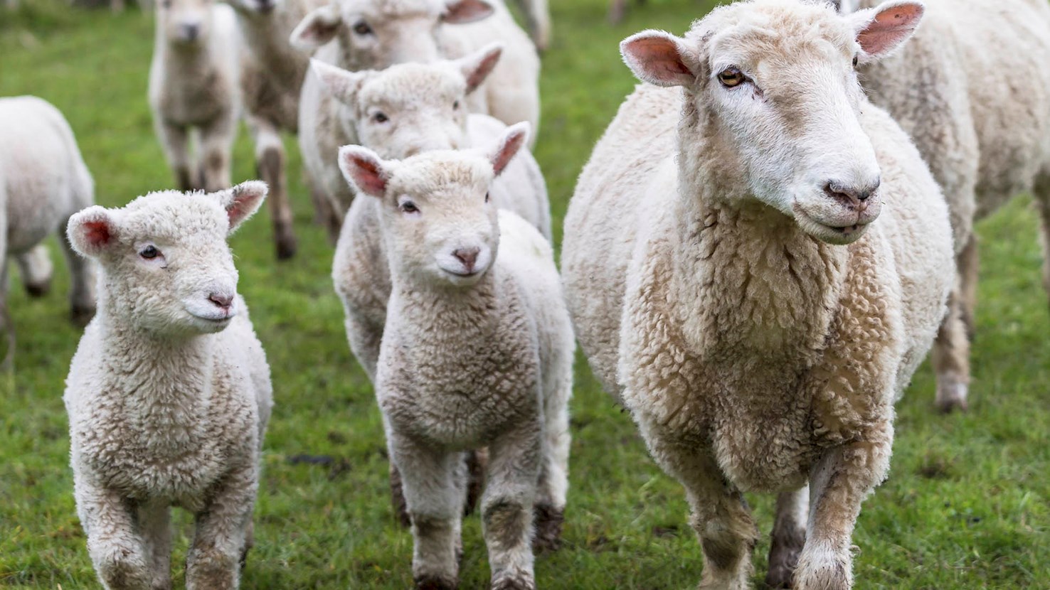 13 Best Sheeps in France - TasteAtlas