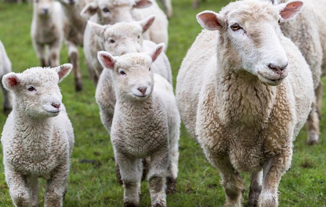 Lambs of the World: 46 Lamb Types | TasteAtlas