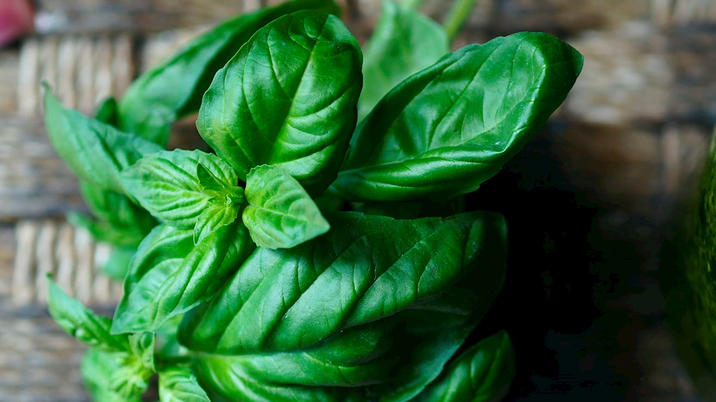 Top 42 European Herbs and Spices - TasteAtlas