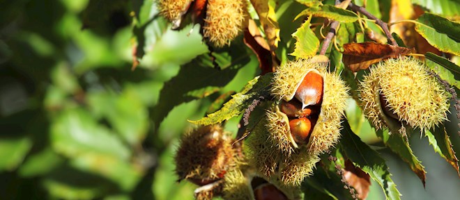 Chestnuts of the World: 20 Chestnuts Types | TasteAtlas