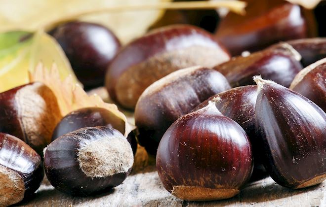 Chestnuts of the World: 20 Chestnuts Types | TasteAtlas