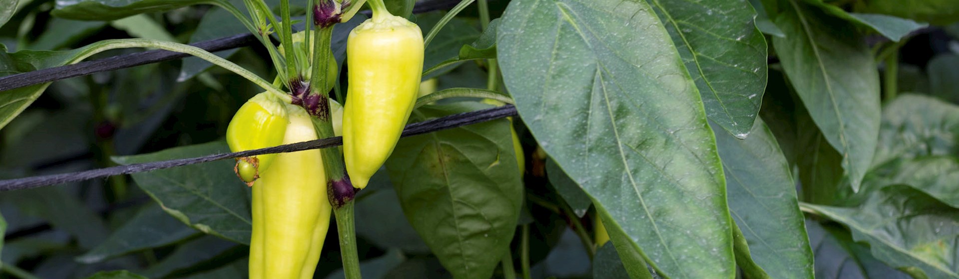 6 Best Vegetables in Hungary - TasteAtlas