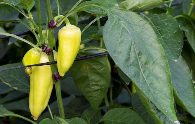 Hungarian Vegetables: 3 Vegetable Types in Hungary | TasteAtlas