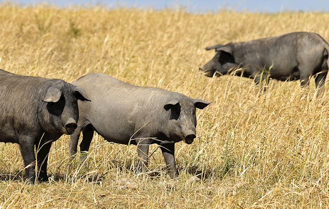 Porks of the World: 23 Pork Types | TasteAtlas