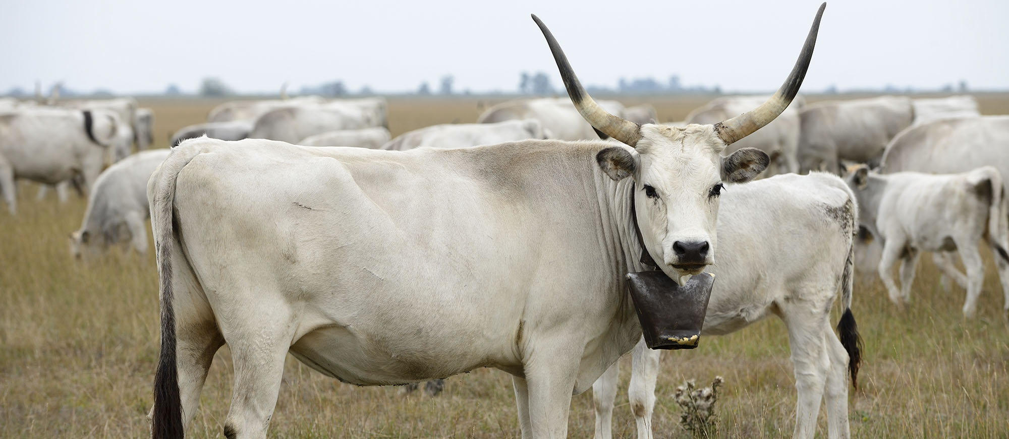 Best Rated Beef in the World - TasteAtlas