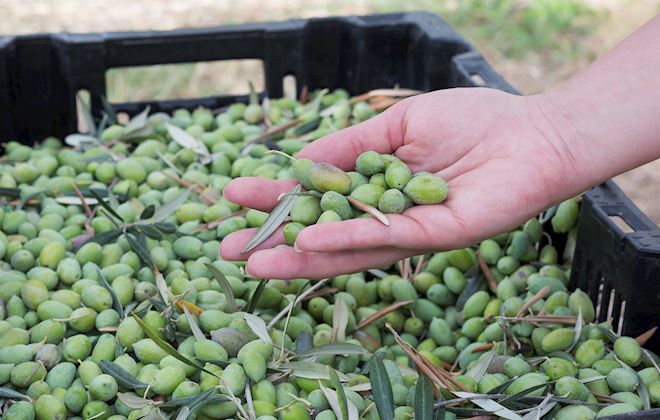 Olives of the World: 29 Olive Types | TasteAtlas
