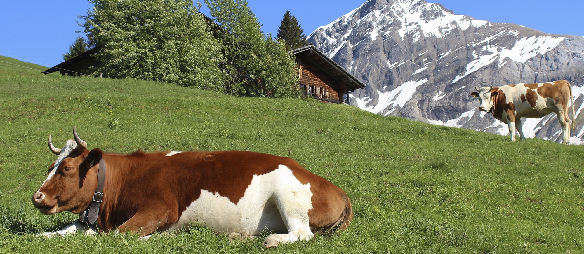 German Fresh Meats: 5 Fresh Meat Types in Germany | TasteAtlas