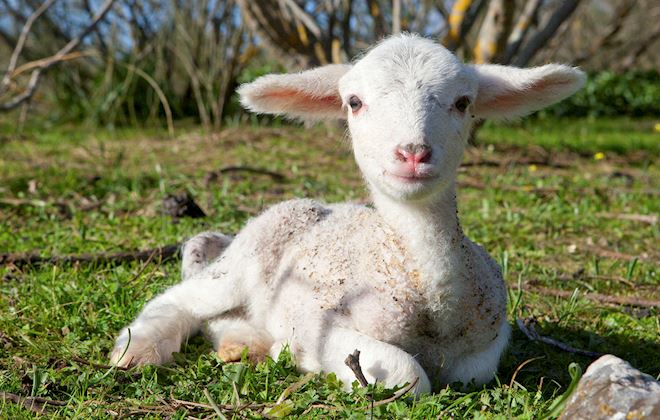 Lambs of the World: 46 Lamb Types | TasteAtlas