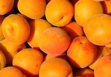 Apricots of the World: 6 Apricot Types | TasteAtlas