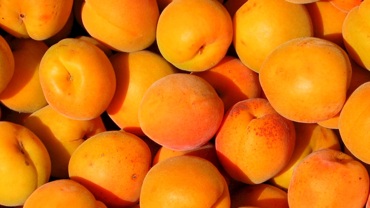 Top 12 Apricots in the World - TasteAtlas