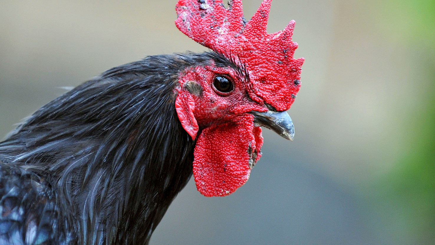 15 Best Chickens in the World - TasteAtlas