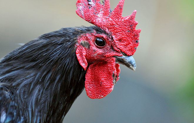 Poultries of the World: 52 Poultry Types | TasteAtlas