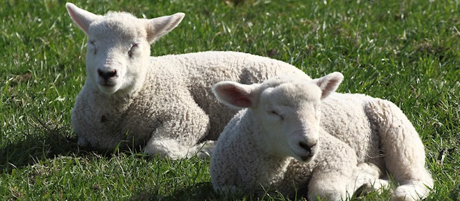 Lambs of the World: 49 Lamb Types | TasteAtlas