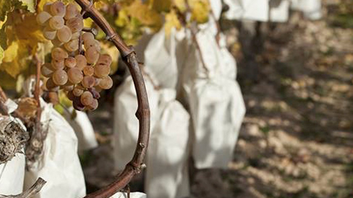 Top 7 Spanish Grapes - TasteAtlas