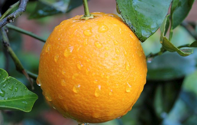 Citrus Fruits of the World: 28 Citrus Fruit Types | TasteAtlas
