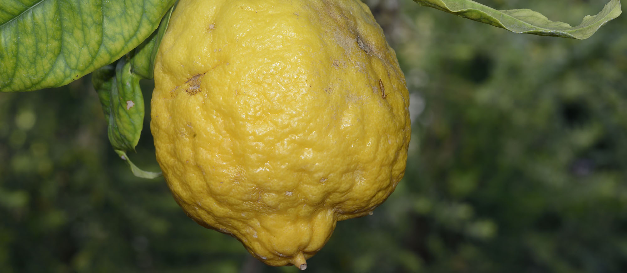 Citron de Menton | Local Lemon From Menton, France | TasteAtlas