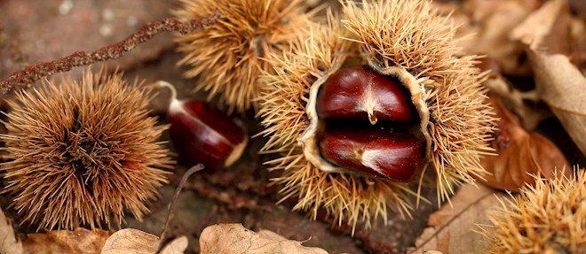 Chestnuts of the World: 20 Chestnuts Types | TasteAtlas