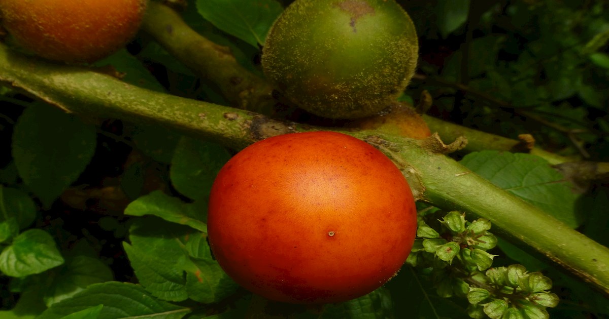 5 Best Tropical Fruits in Peru - TasteAtlas