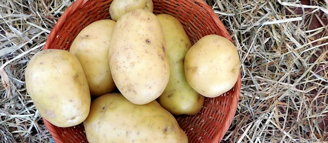 Dutch Potatoes: 4 Potato Types in Netherlands | TasteAtlas
