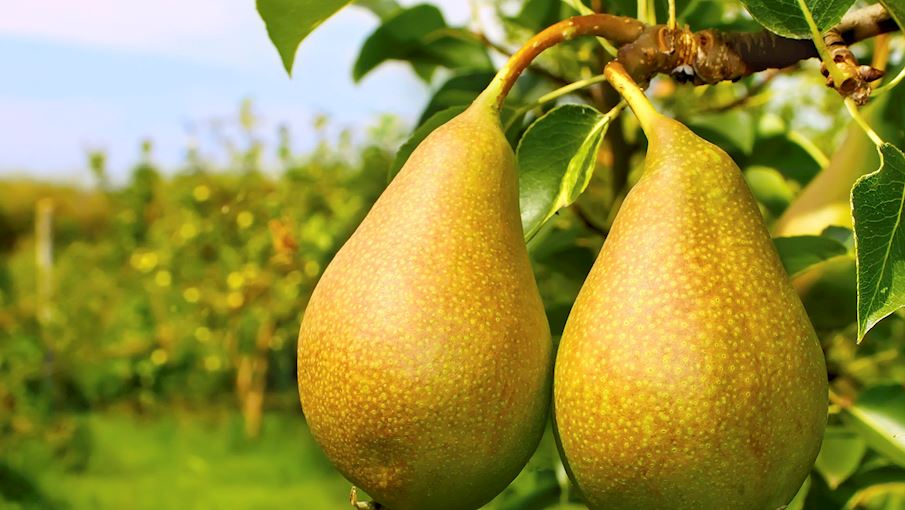 9 Most Popular European Pears - TasteAtlas