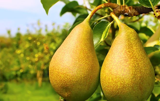 Pears of the World: 8 Pear Types | TasteAtlas
